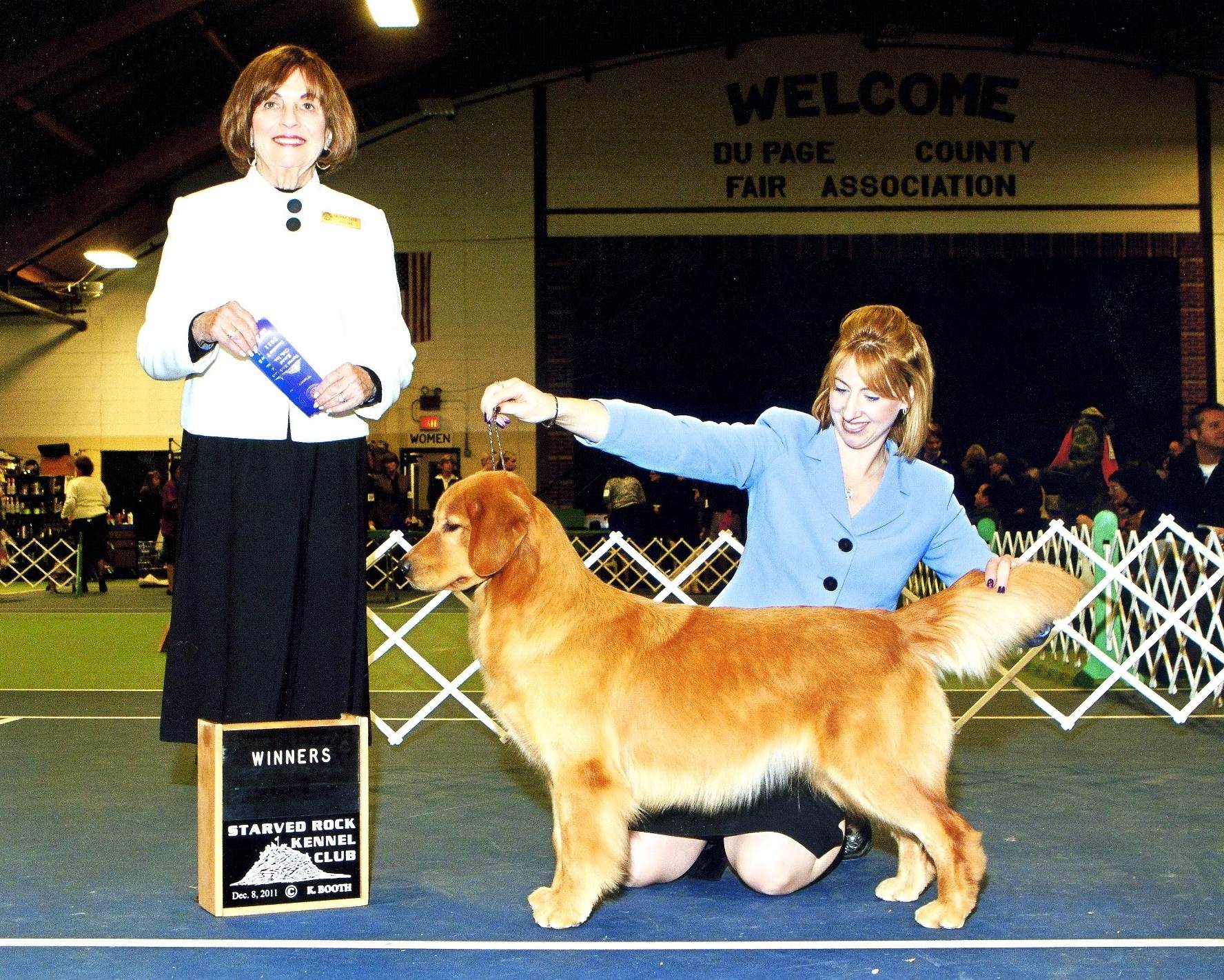 Sun Golden - Golden Retrievers