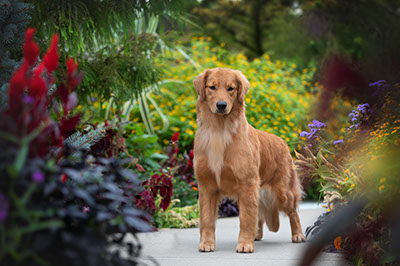 Sun Golden - Golden Retrievers