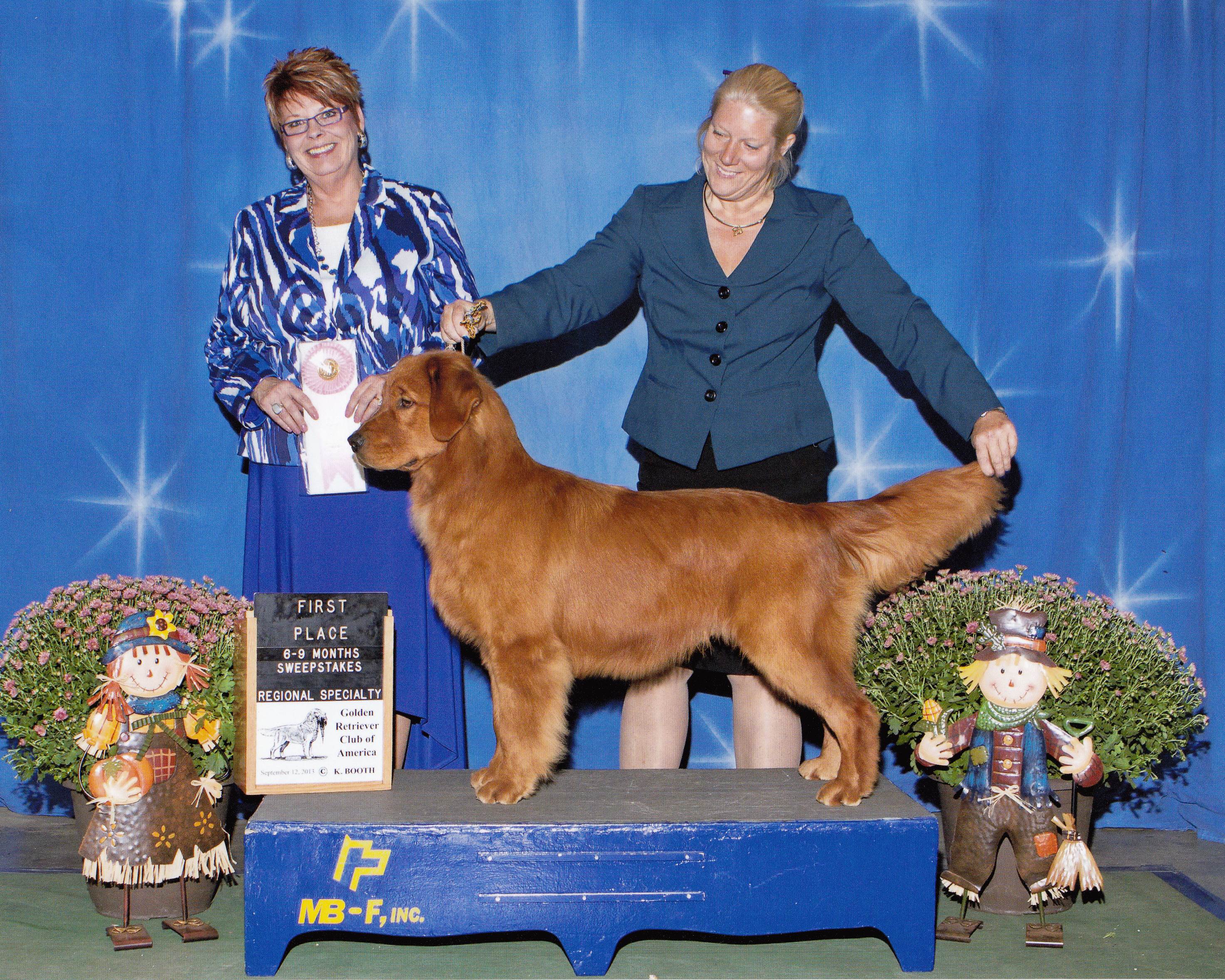 Sun Golden - Golden Retrievers