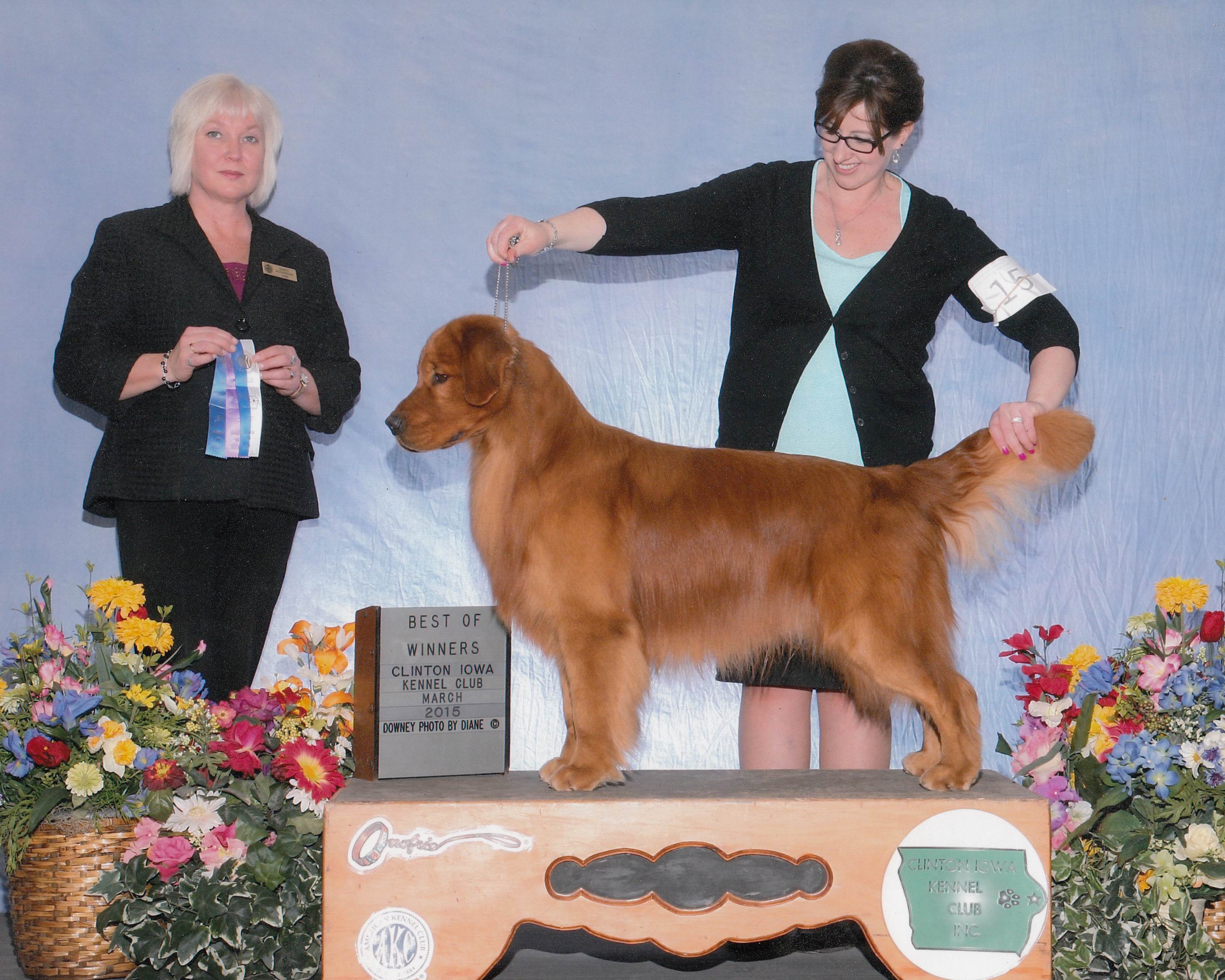 Sun Golden - Golden Retrievers