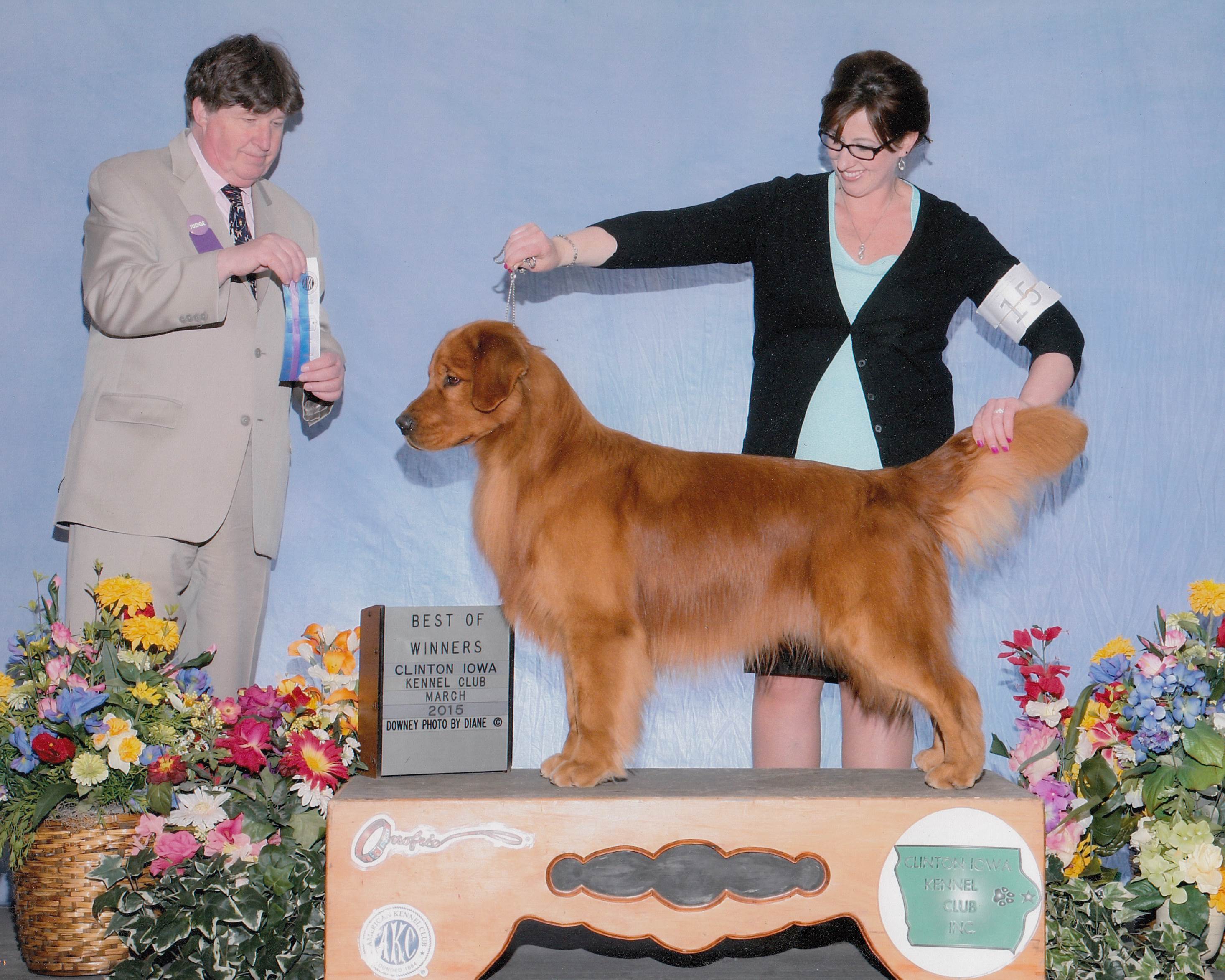 Sun Golden - Golden Retrievers