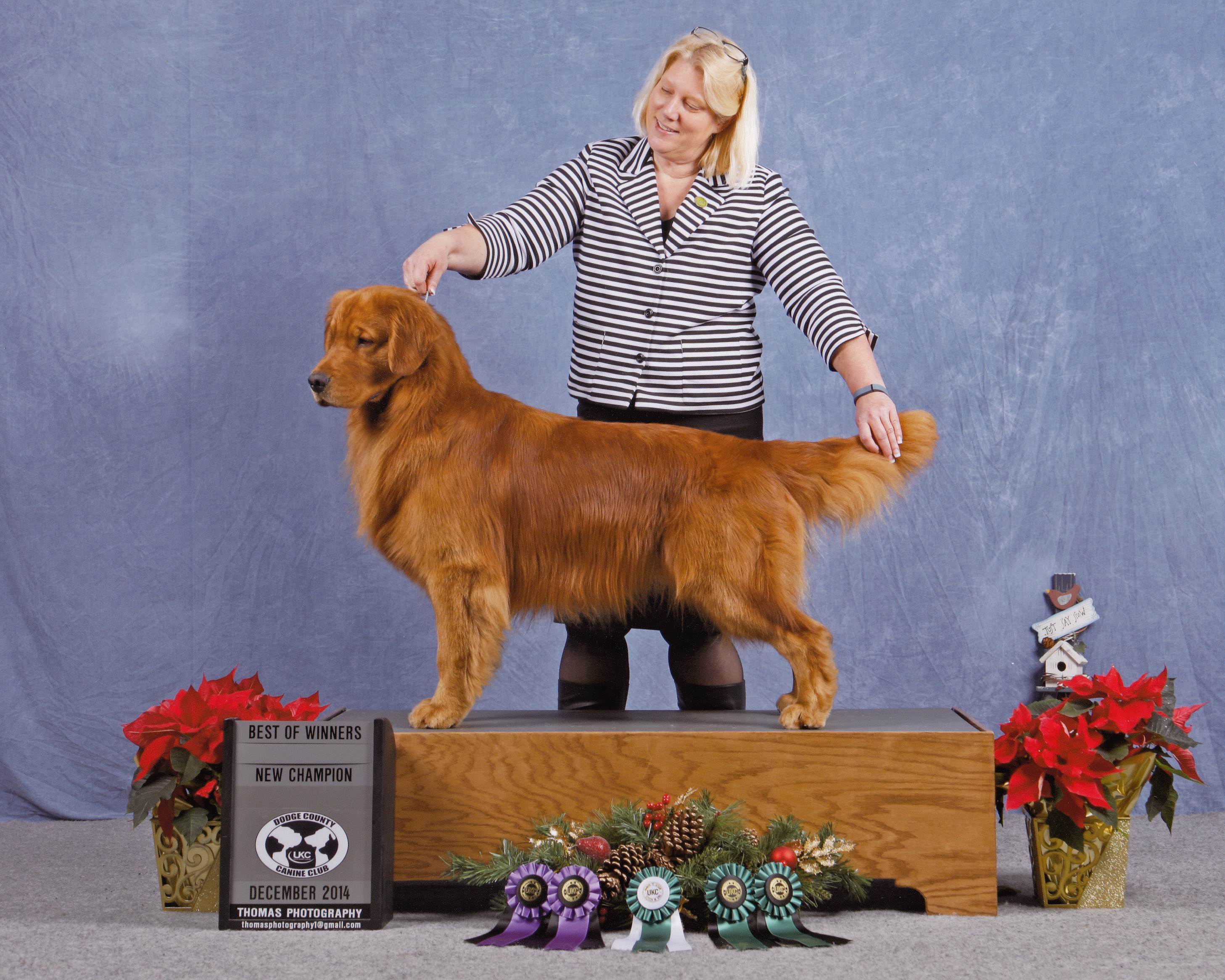 Sun Golden - Golden Retrievers