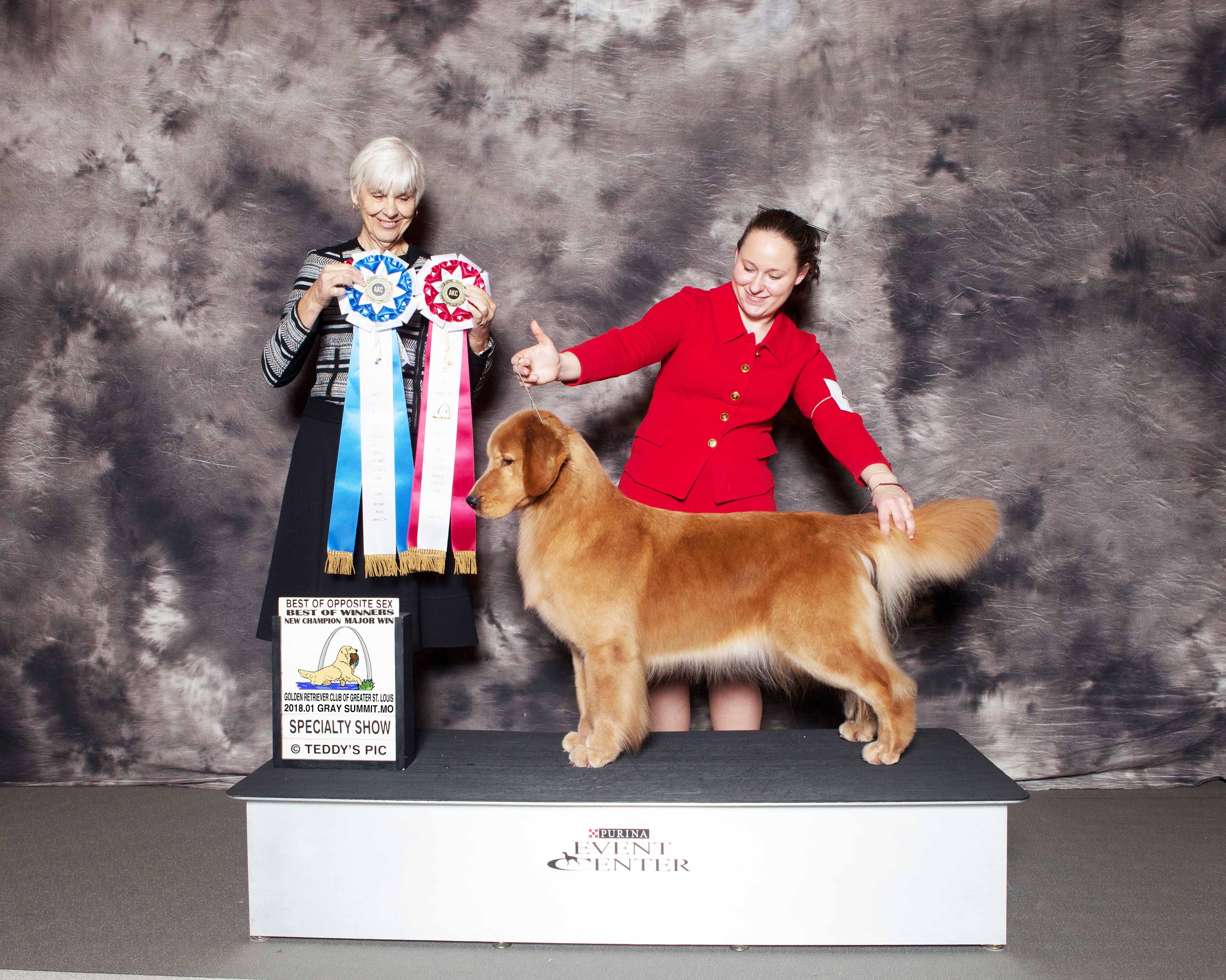 Sun Golden - Golden Retrievers