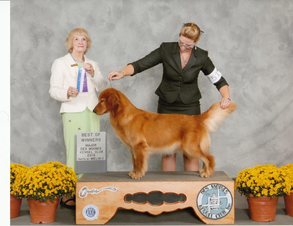 Sun Golden - Golden Retrievers